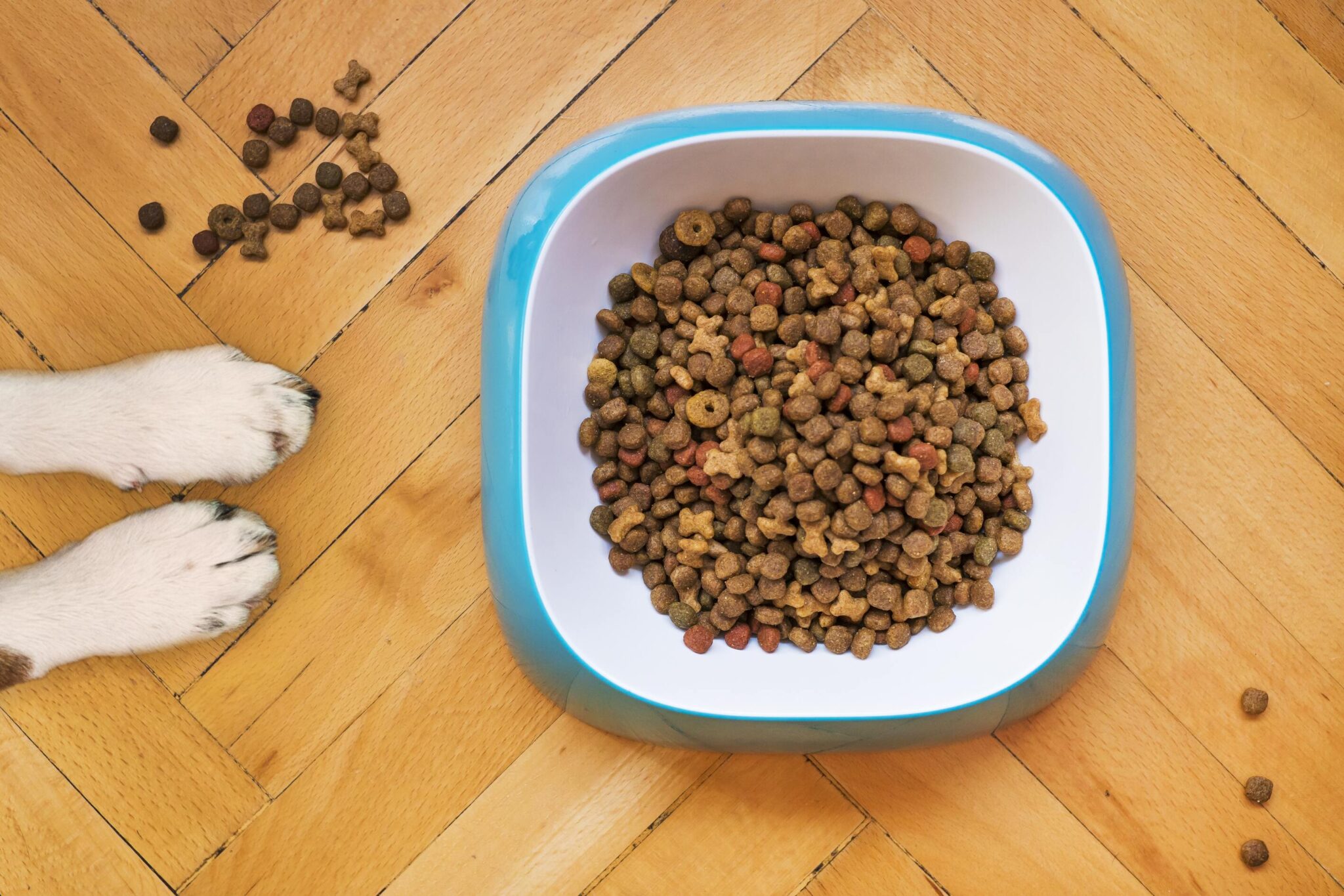 Understanding Common Nutritional Problems In Dogs PetPal